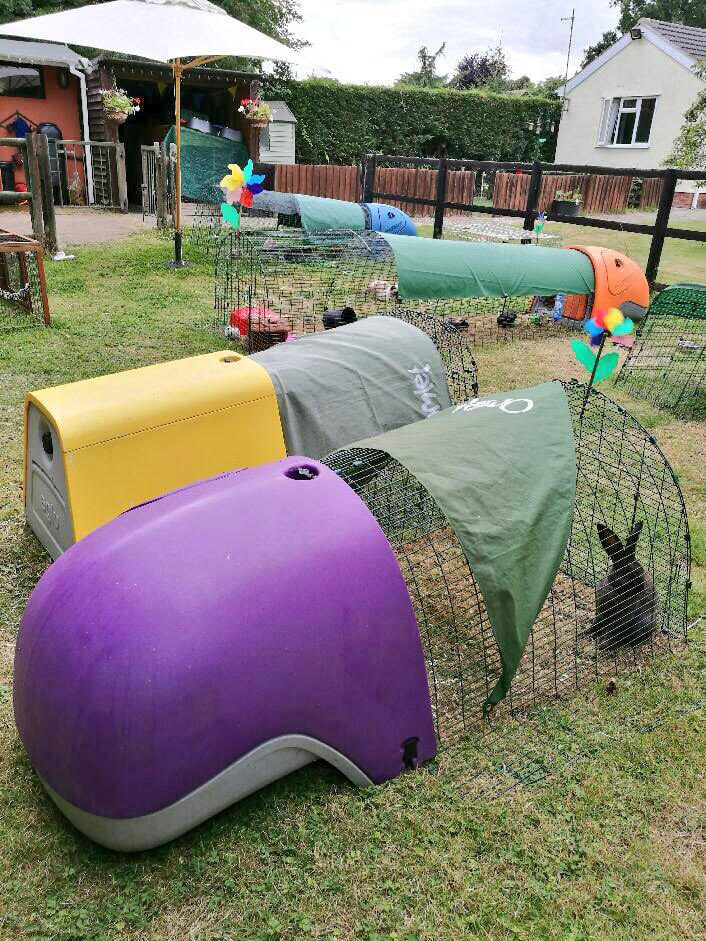Glamping at Jasper's Bunny Hotel! - Omlet Blog UK