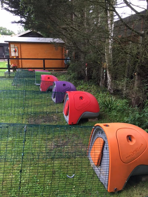 Glamping at Jasper's Bunny Hotel! - Omlet Blog UK