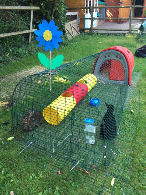 Glamping at Jasper's Bunny Hotel! - Omlet Blog UK