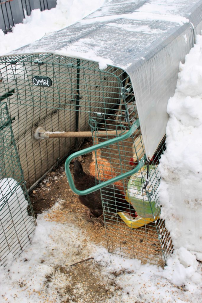 When your Eglu looks like an Igloo - Omlet Blog UK