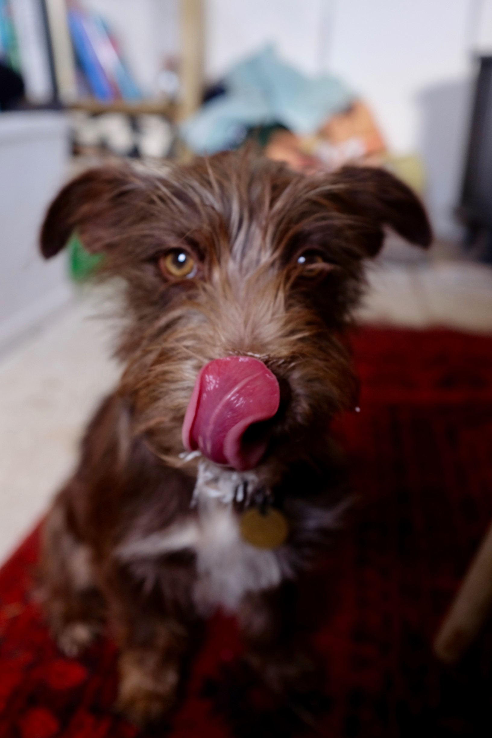 10 Things Every Dog Parent is Guilty of Saying - Omlet Blog UK