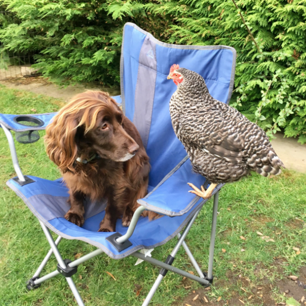 7 Expert Tips When Introducing Your New Dog to a Flock of Chickens ...