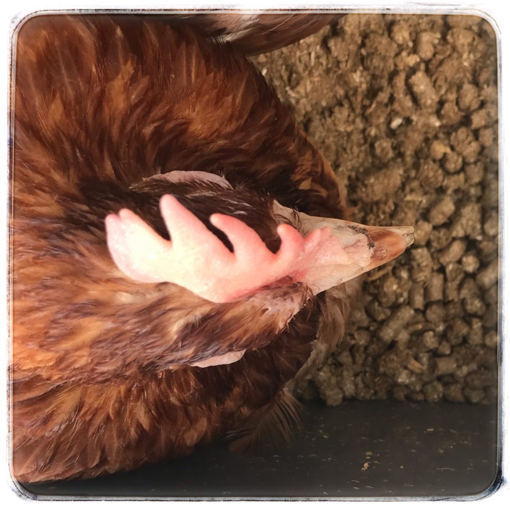 Rescuing Ex-battery Hens - A Photo Diary - Part 1 - Omlet Blog UK