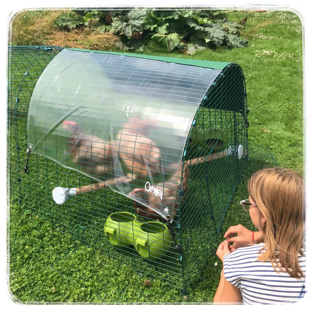 Rescuing Ex-battery Hens - A Photo Diary - Part 1 - Omlet Blog UK