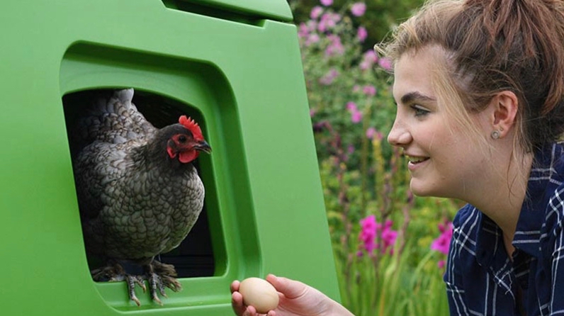 8 Quotes Every Chicken Keeper Can Relate To - Omlet Blog UK