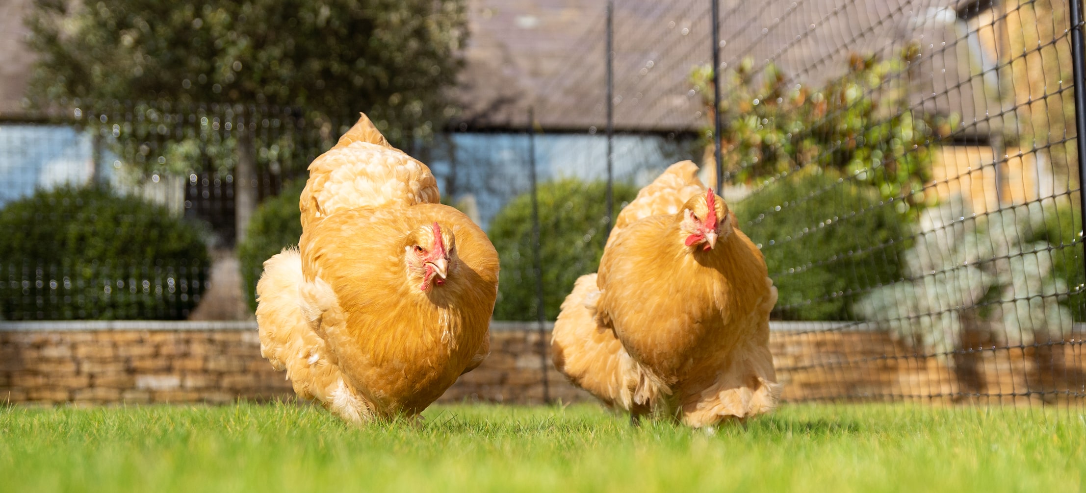 How to chicken-proof your garden - Omlet Blog UK