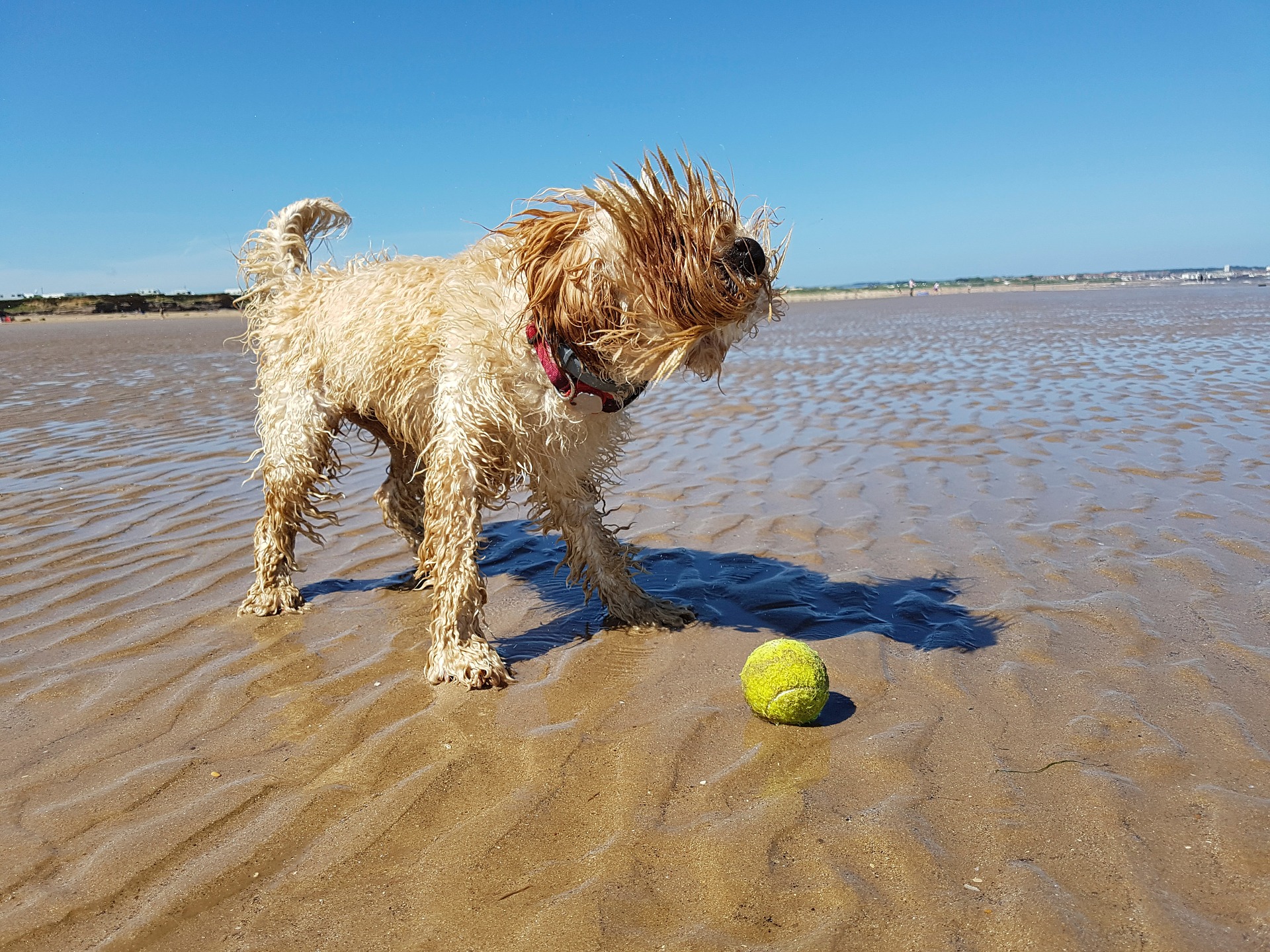 Going on Holiday? What About the Pets? - Omlet Blog UK
