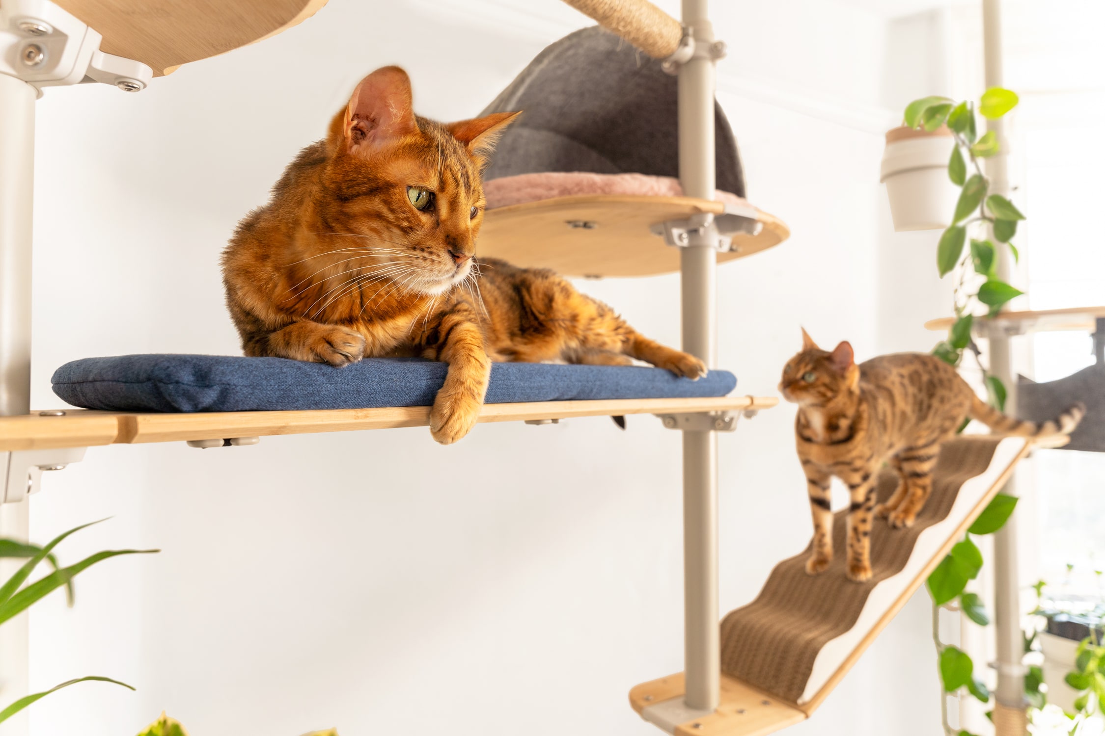 How Do Cats Communicate With Each Other? - Omlet Blog UK