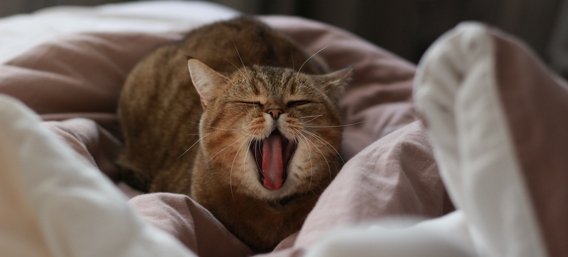 How To Make Sure Your Cat Keeps Warm This Winter - Omlet Blog UK