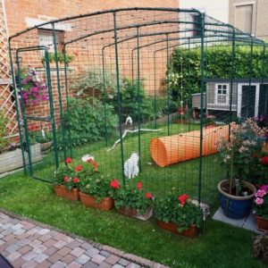 Top DIY Ideas To Upgrade Your Cat Run - Omlet Blog UK