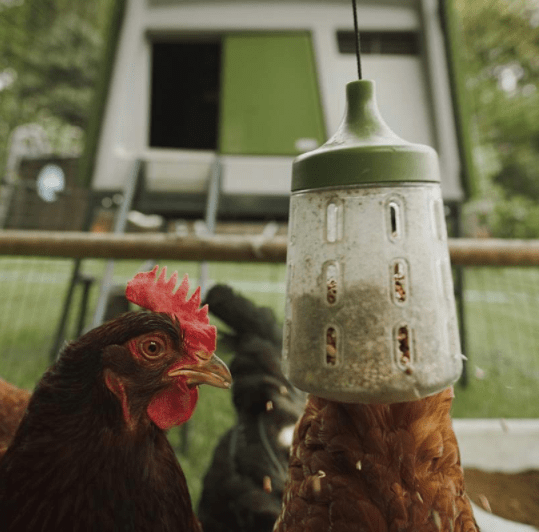 How to Introduce New Chickens To Your Flock - Omlet Blog UK