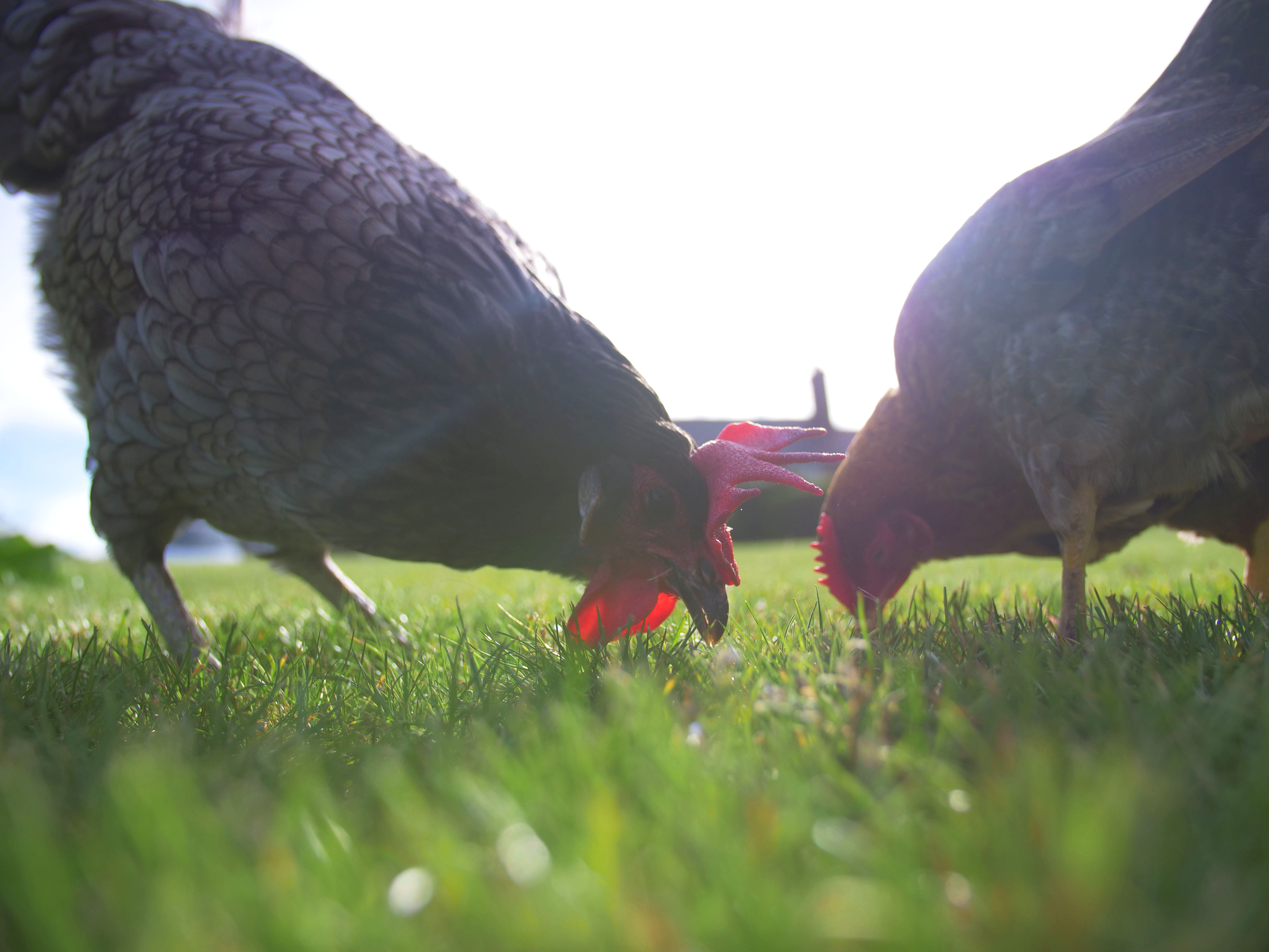 How To Turn Your Chickens' Droppings Into Manure | Omlet Blog UK