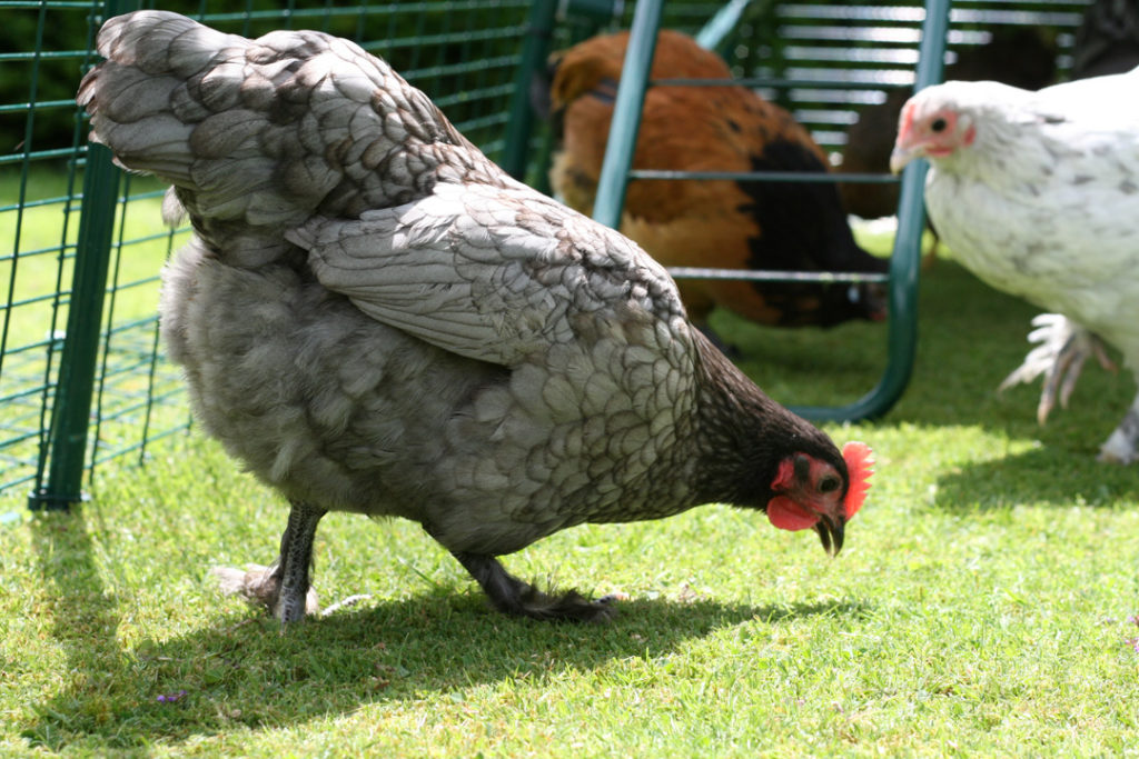 Could You Be The Next Omlet Ambassador? Hear What It's Like! - Omlet ...