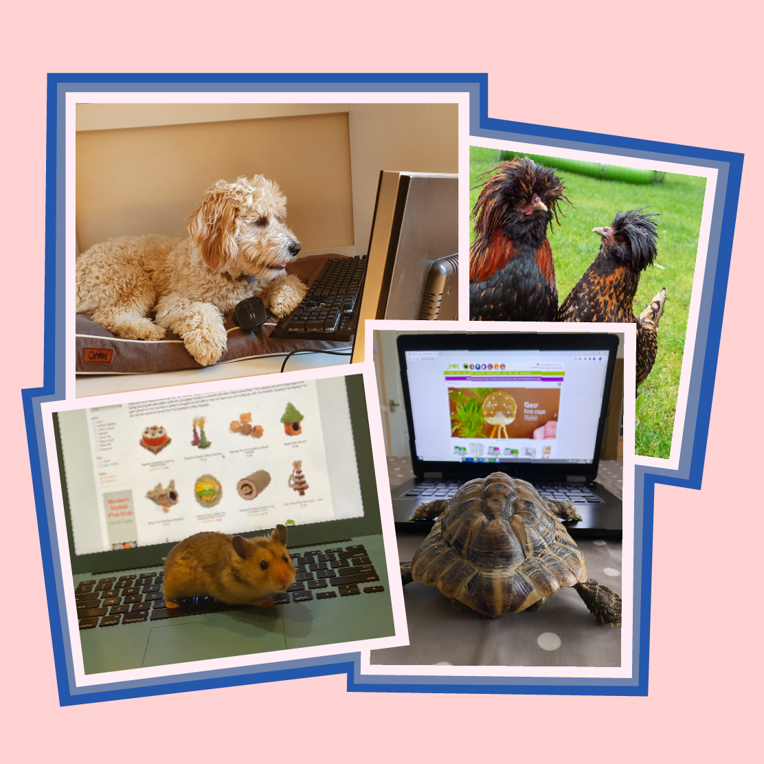 How Our Pets Saved Us in Lockdown - Omlet Blog UK