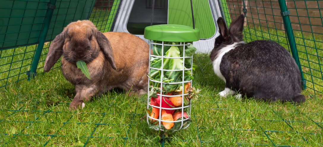 How Rabbits Show Love and Affection - Omlet Blog UK