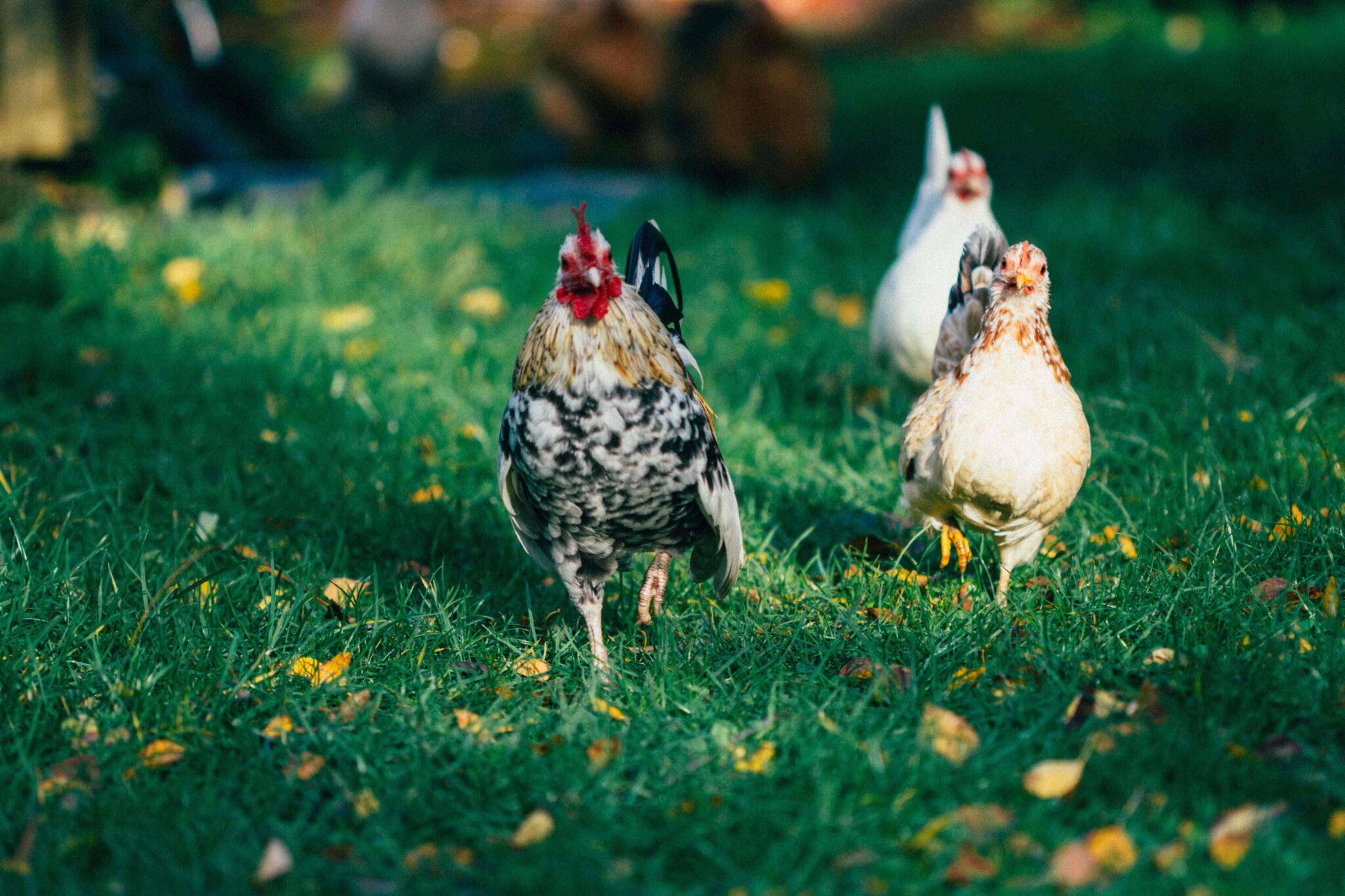 Which of These Chicken Myths Are Actually True? - Omlet Blog UK