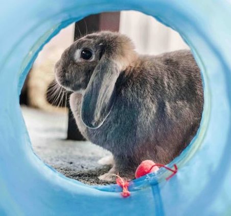 Can Rabbits Swim? - Omlet Blog UK