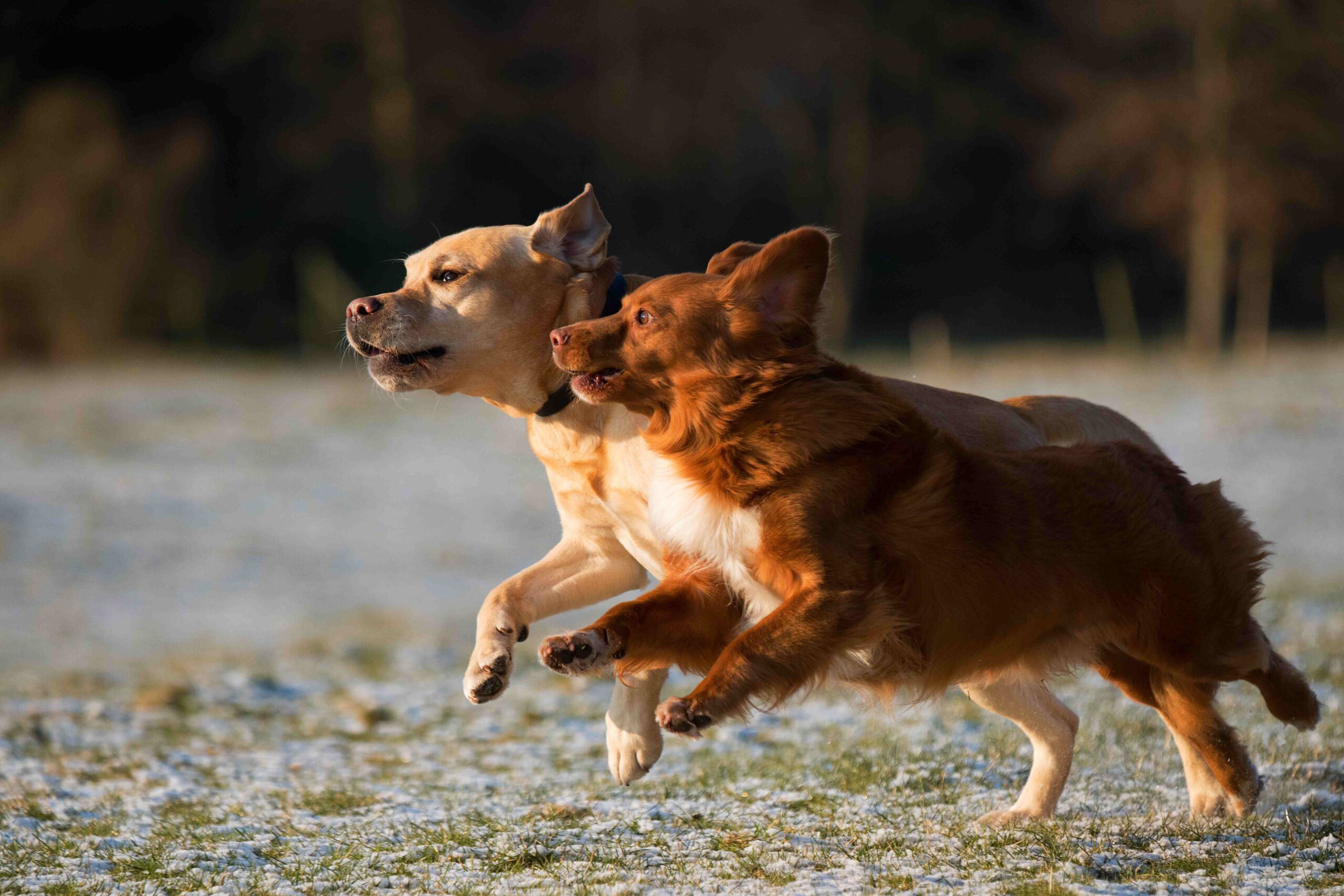Ten Tips for a Successful Doggy Playdate - Omlet Blog UK