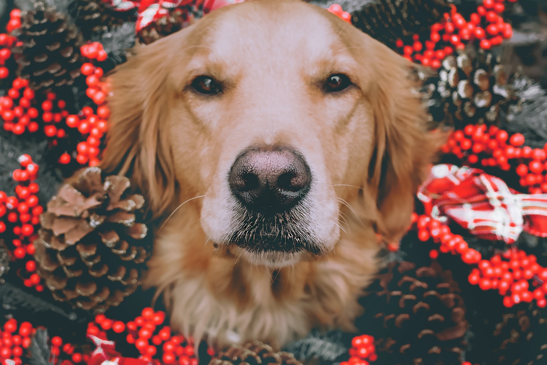 Holiday Pet Quiz: Omlet Edition - Omlet Blog UK
