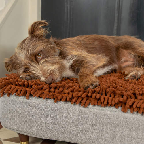 Which Topper Is Best for Your Dog? Take the Quiz! - Omlet Blog UK