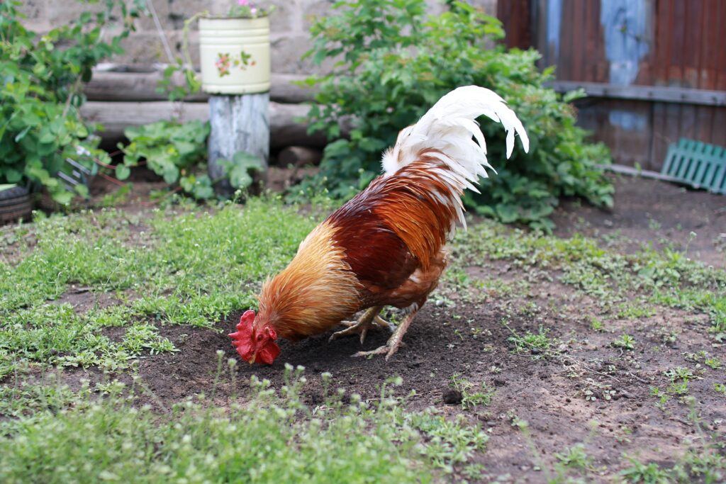 How to Calm an Aggressive Cockerel | The Omlet Blog