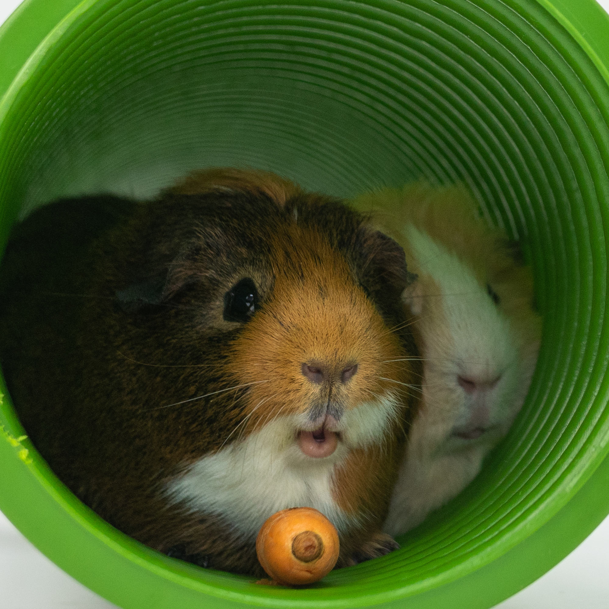 How to teach your guinea pigs and rabbits tricks - Omlet Blog UK