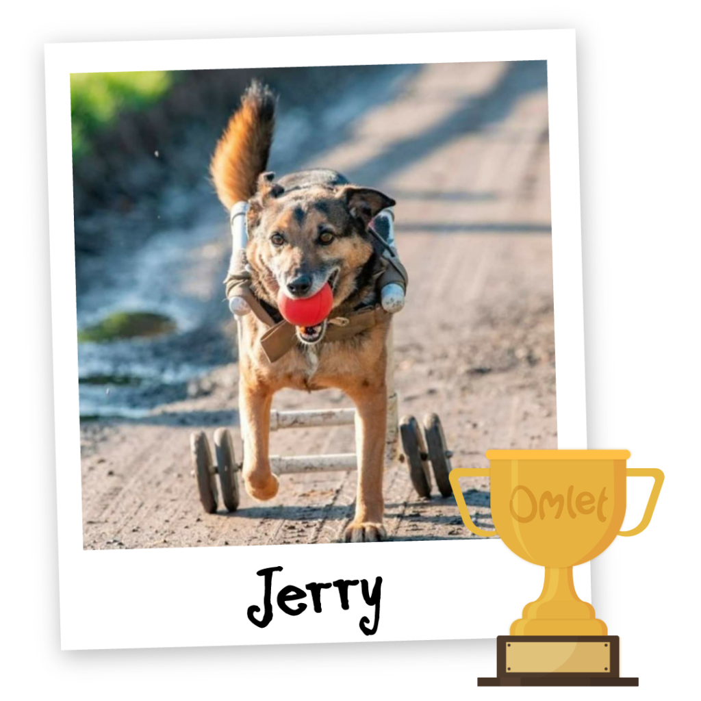 Pride of Omlet: Ten Amazing Stories - Omlet Blog UK