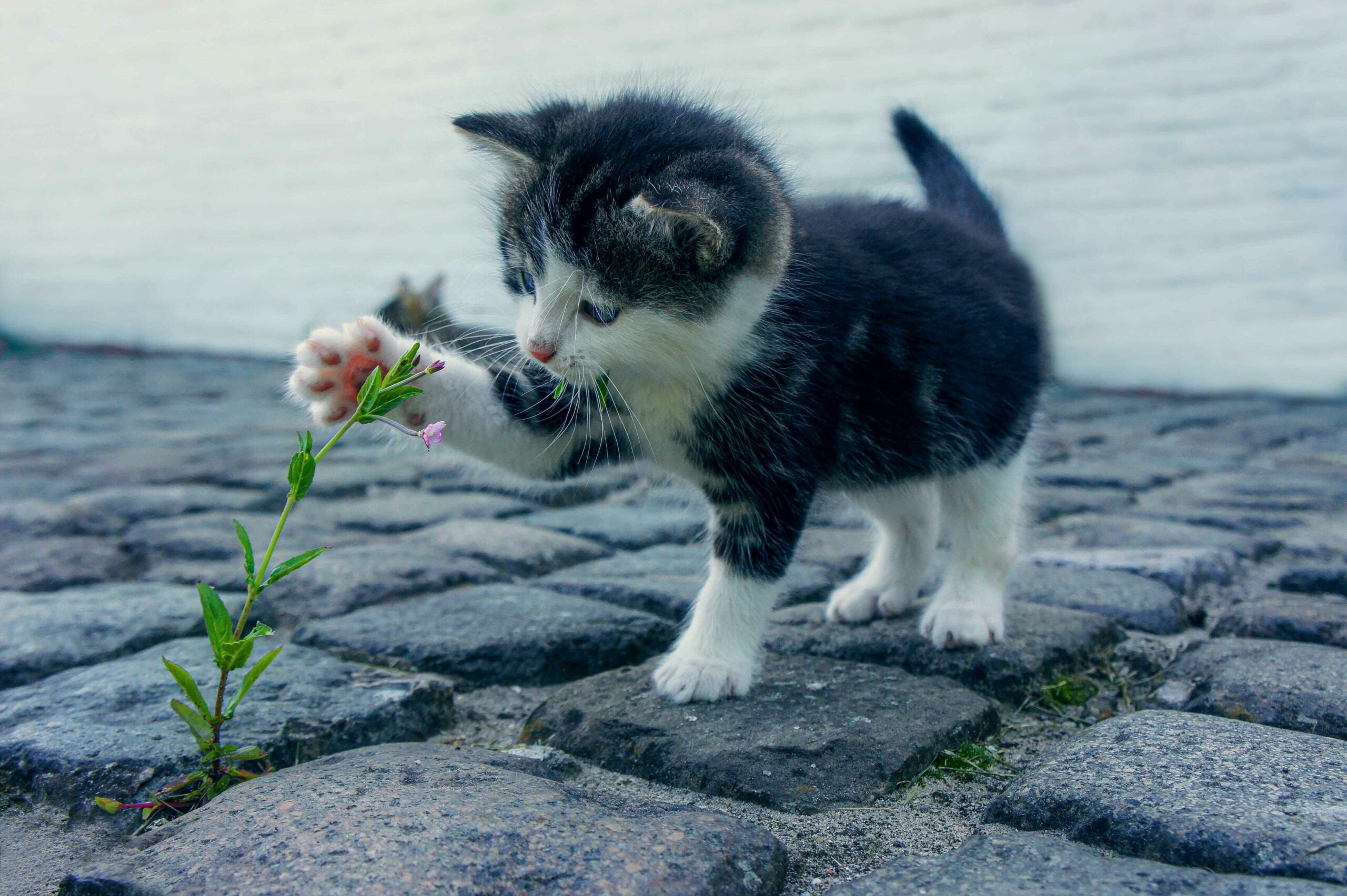 10 cat-friendly plants (and which ones to avoid) - Omlet Blog UK