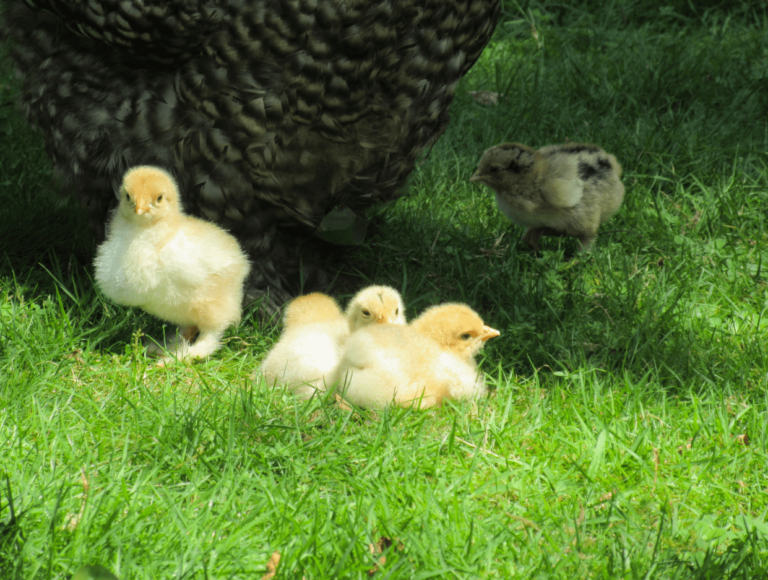 6 mistakes to avoid when raising chicks - Omlet Blog UK