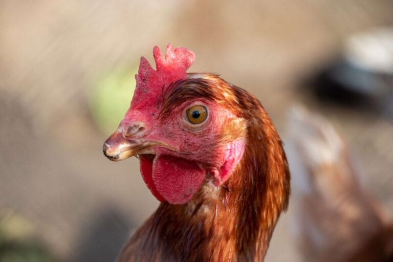 Amazing Facts About Chickens' Eyes - Omlet Blog UK