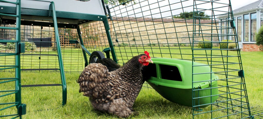 How to Help Your Chickens Through a Moult - Omlet Blog UK