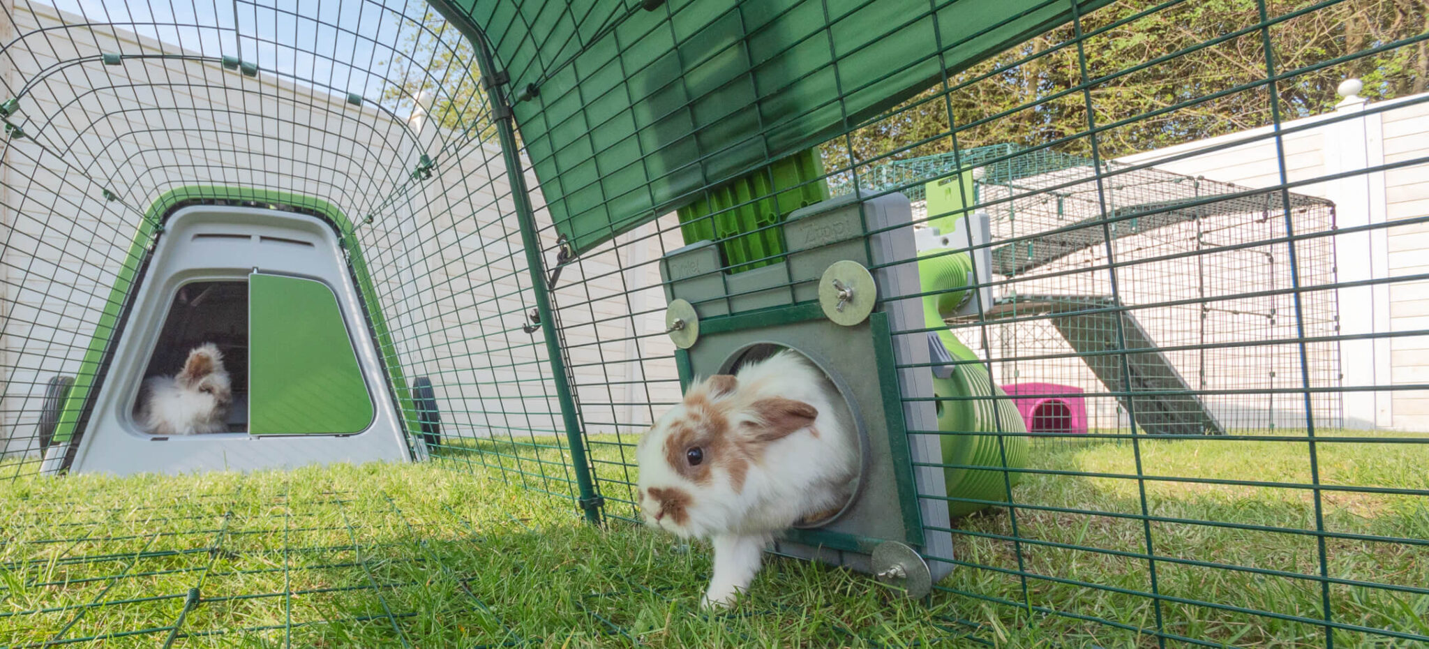 How Rabbits Decide Who’s Boss - Omlet Blog UK
