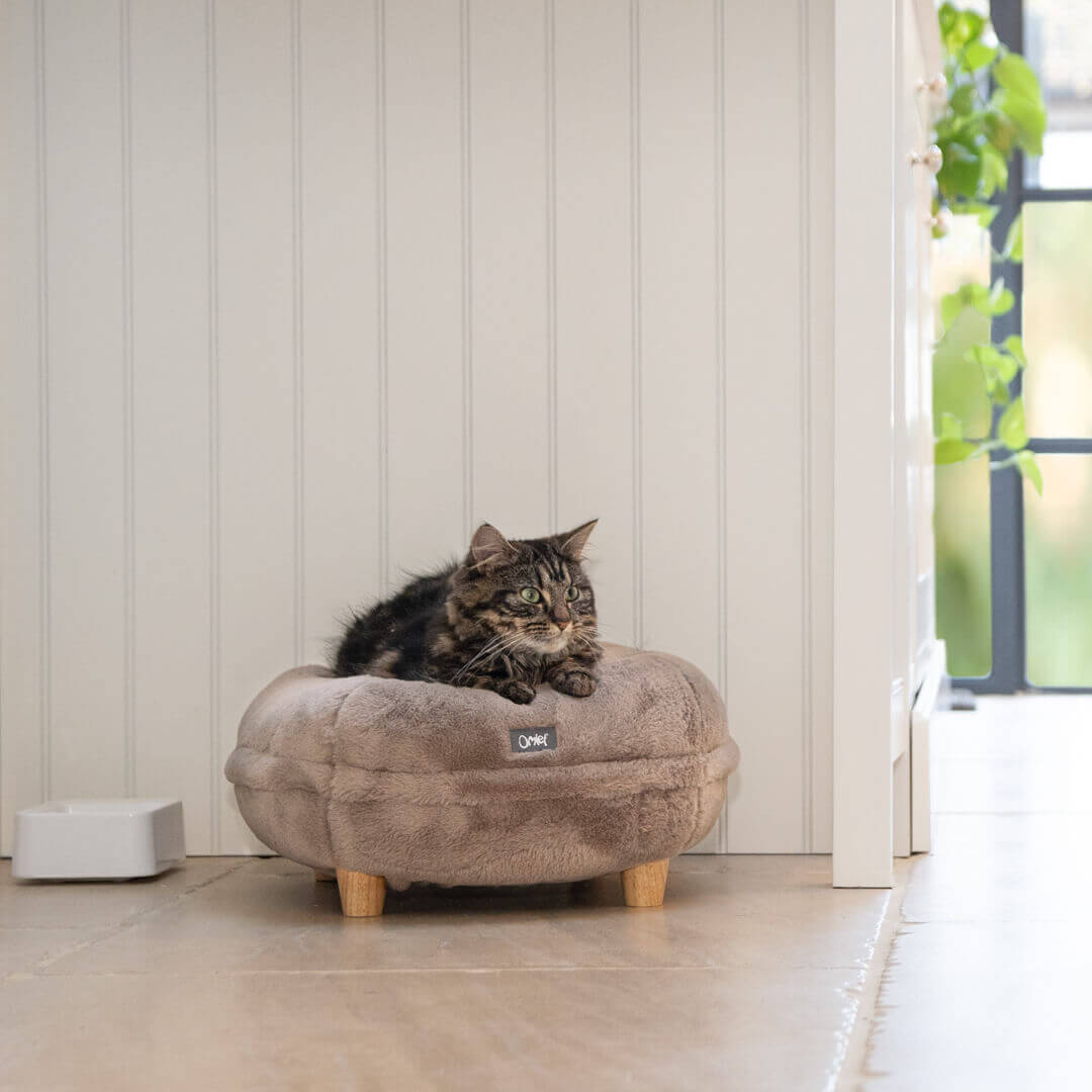 Which Colour Bed Should Your Cat Have? - Omlet Blog UK
