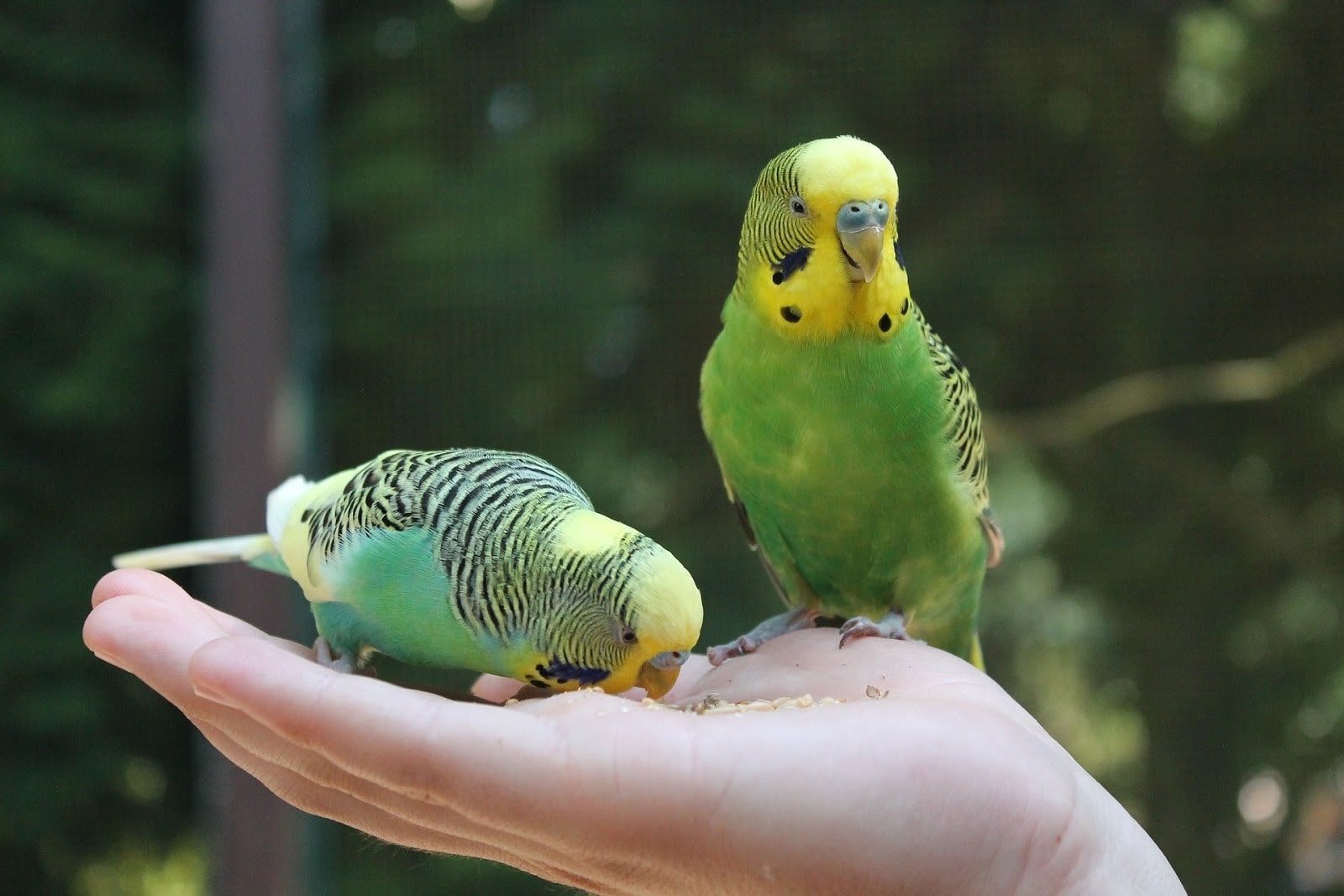 How to Get My Budgie to Like Me - Omlet Blog UK