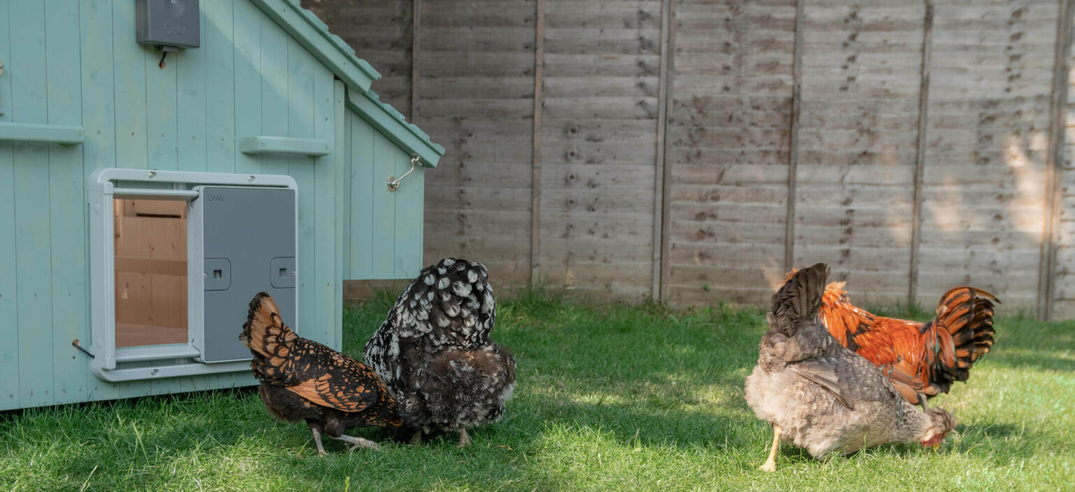 Chicken Keeping Myths Omlet Blog Uk