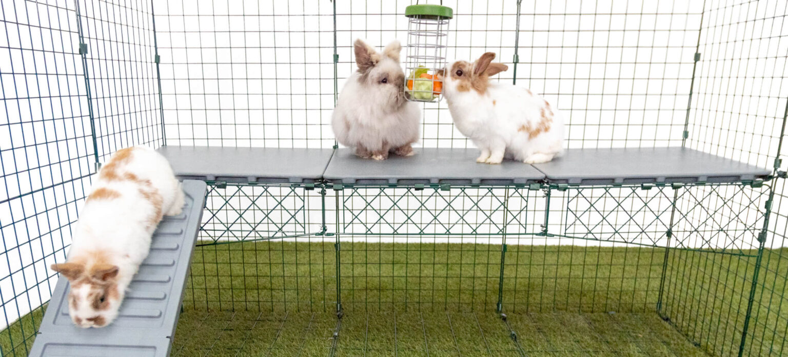 How to Make Your Rabbit Happy - Omlet Blog UK