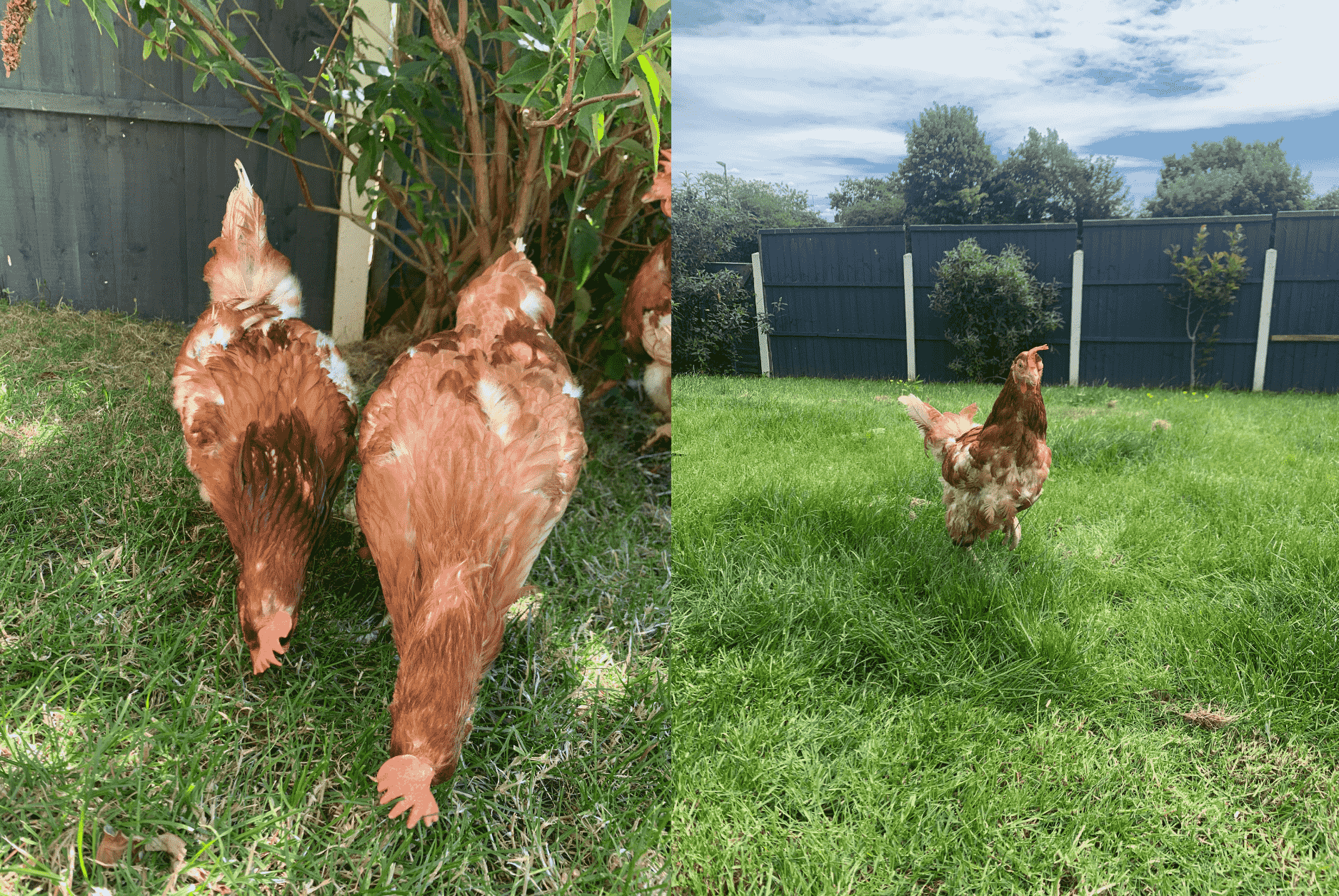 Rosie's Chicken Keeping Adventure - A Taste of the Free Ranging - Omlet ...