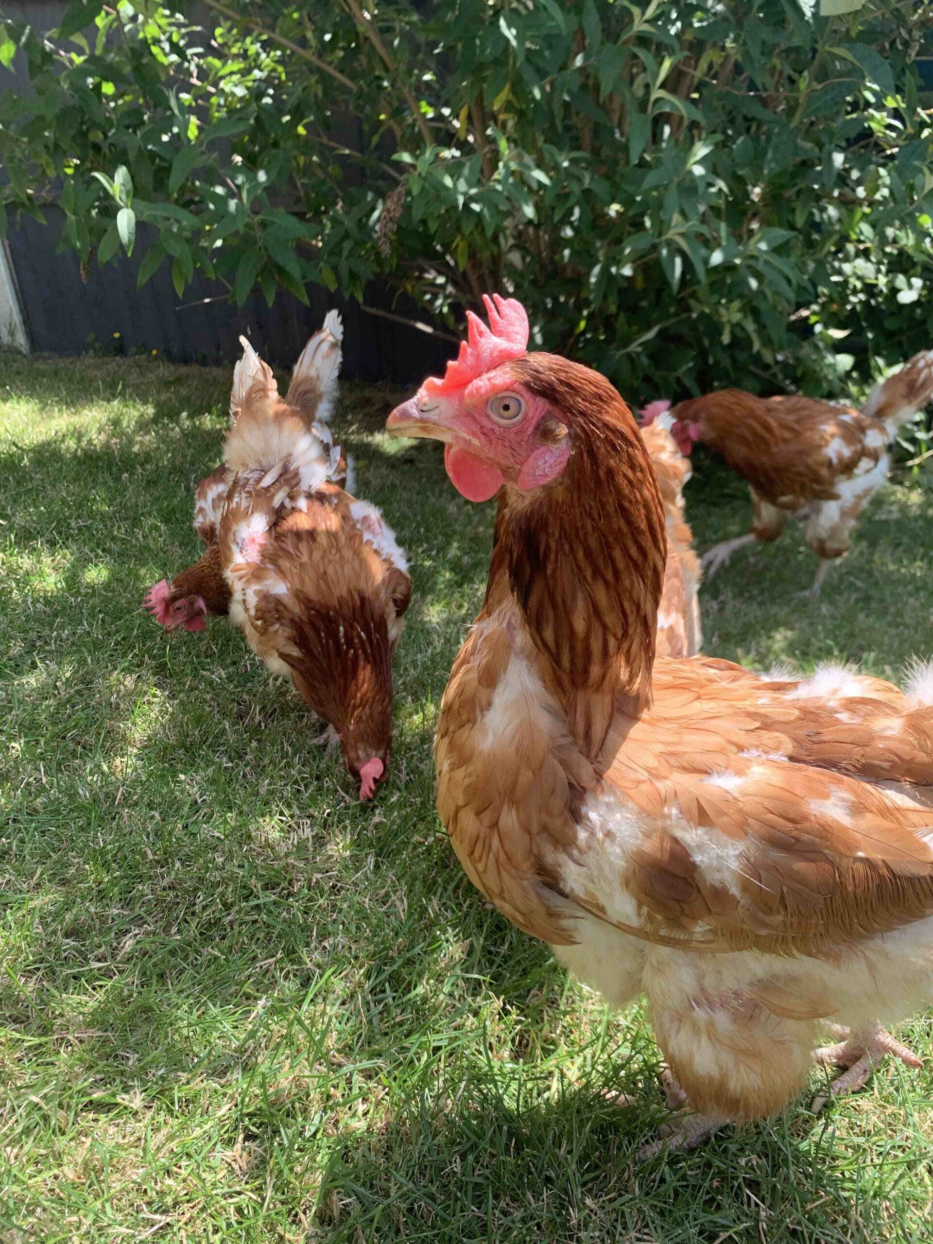 Rosie's Chicken Keeping Adventure - A Taste of the Free Ranging - Omlet ...