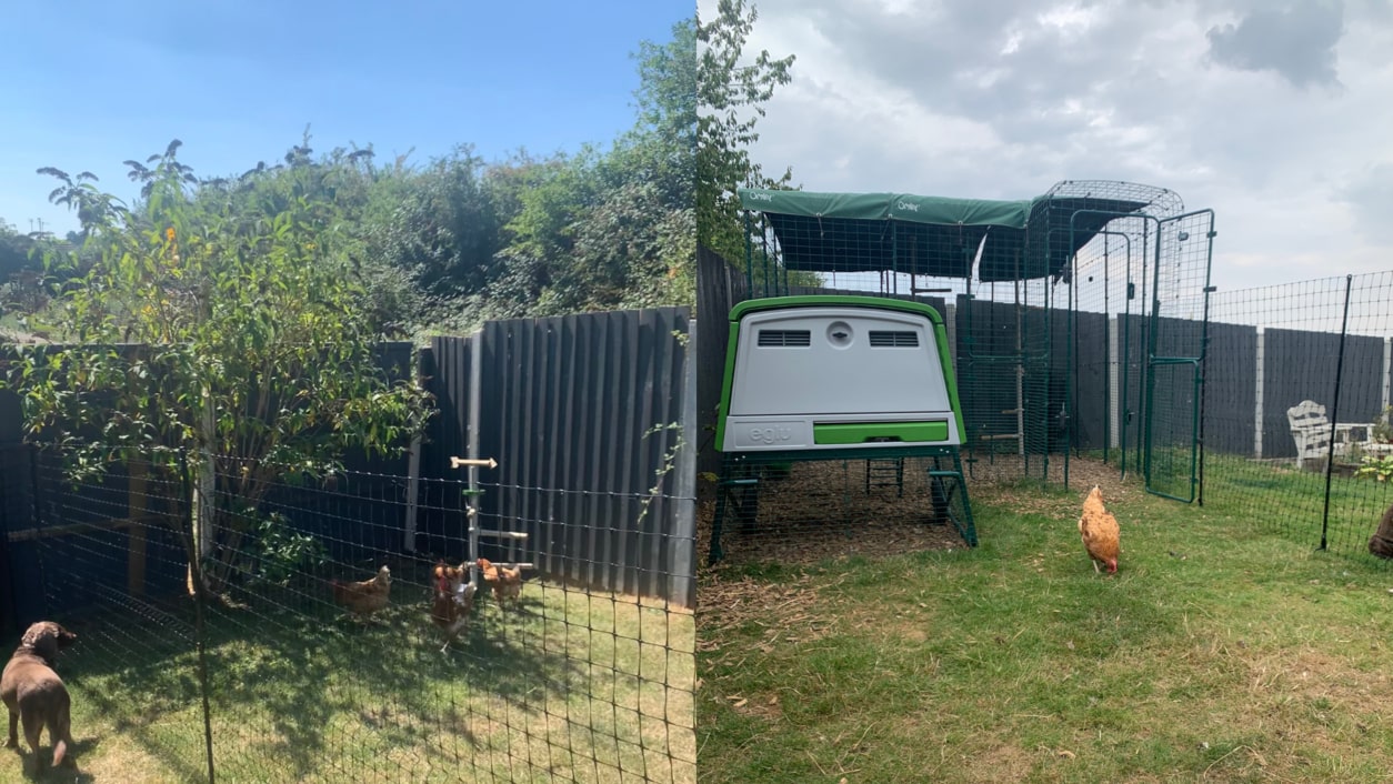 Rosie's Chicken Keeping Adventure - Fencing Success - Omlet Blog UK