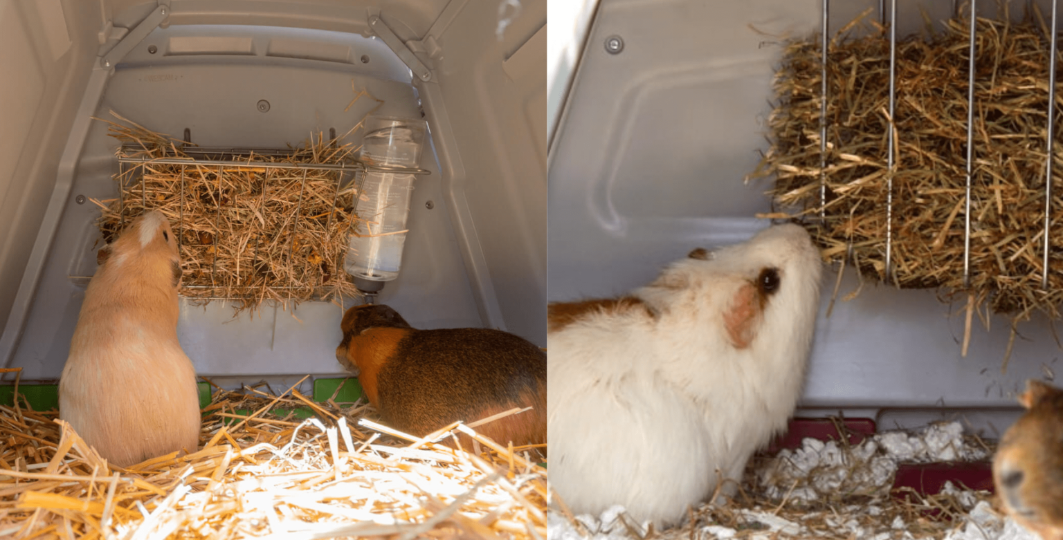 How Guinea Pigs Prepare for Winter - Omlet Blog UK