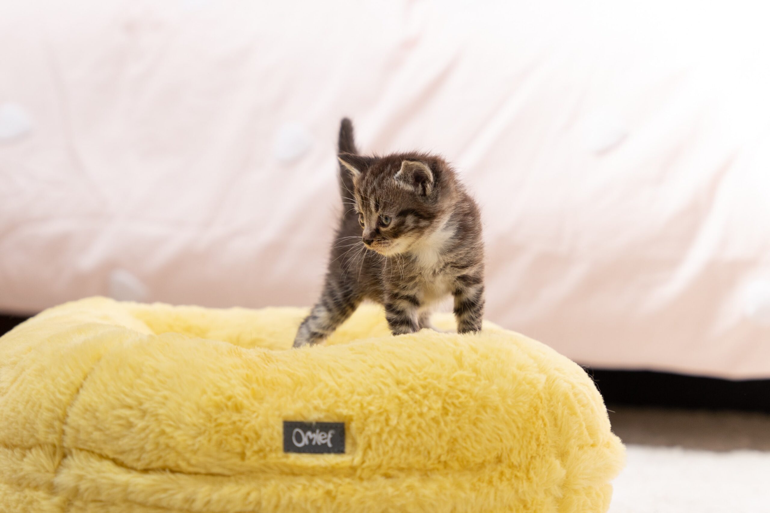 Raising a Kitten 101 - Omlet Blog UK