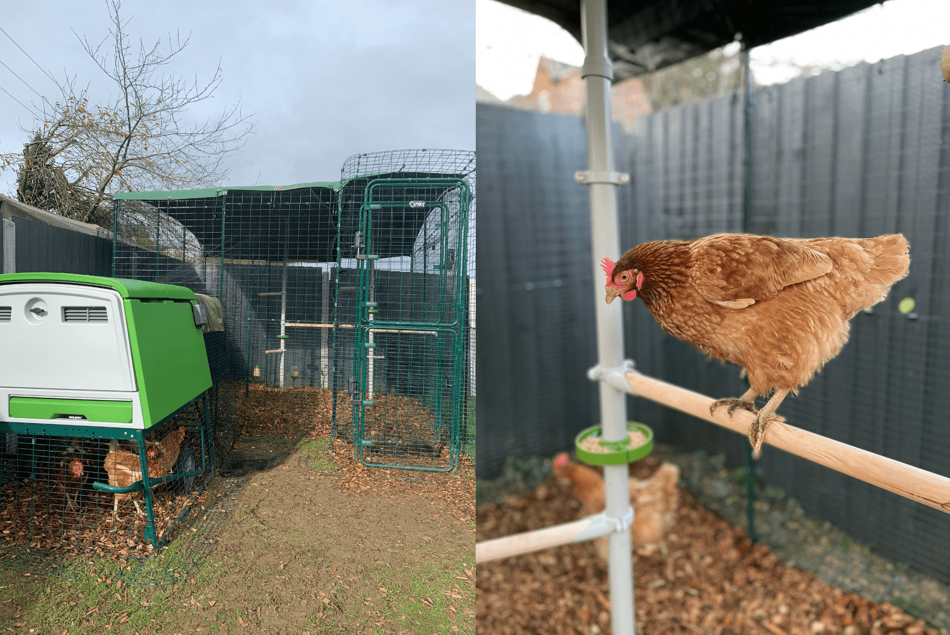 Rosie's Chicken Keeping Adventure - Flockdown - Omlet Blog UK