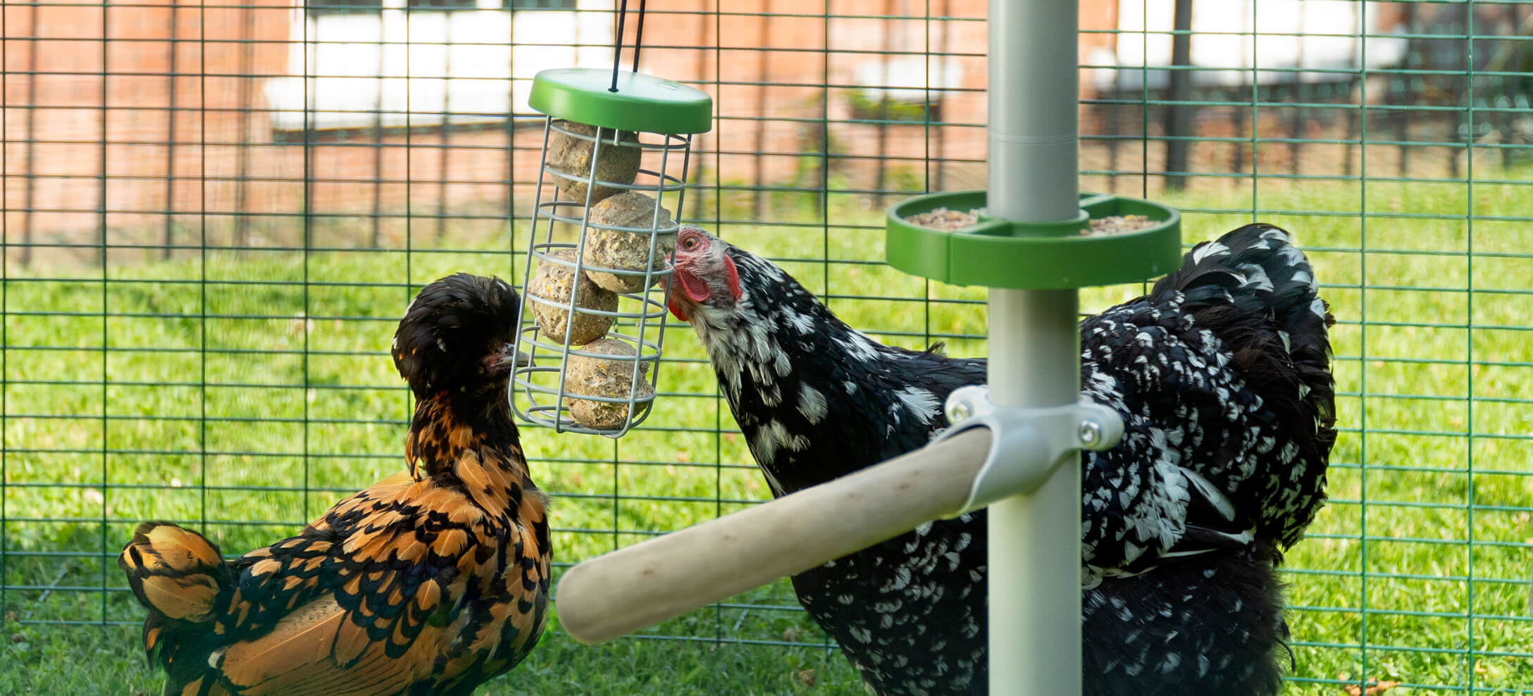 Bringing Home New Chickens - Omlet Blog UK