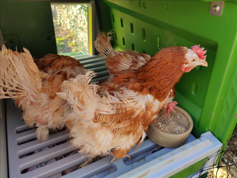 6 top tips for rescuing hens - Omlet Blog UK