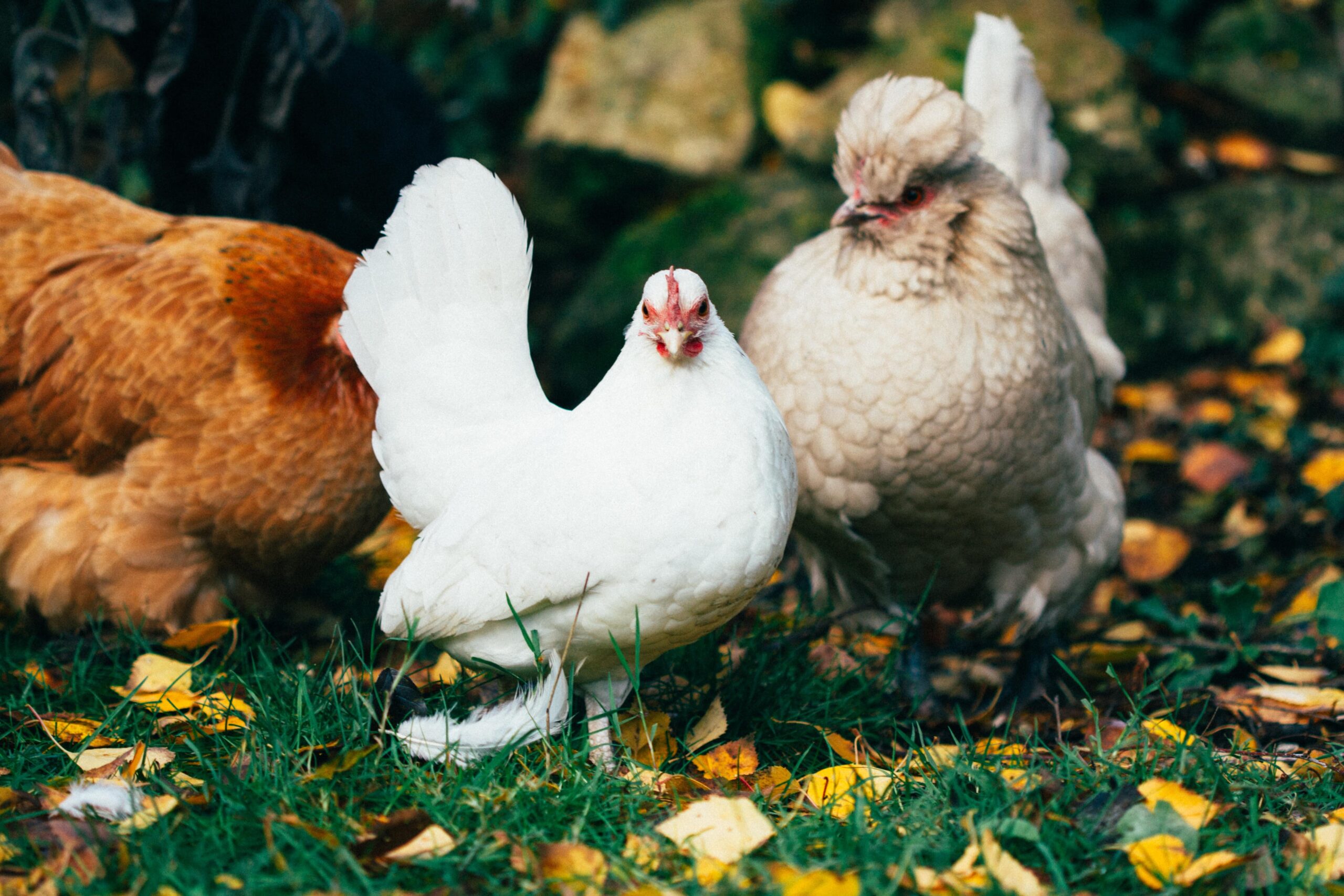 The best chicken breeds for autumn - Omlet Blog UK
