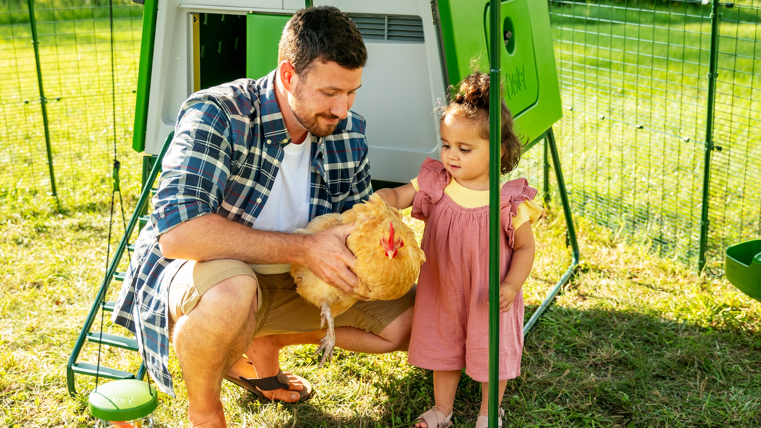 Steps to familiarise chickens with the human touch - Omlet Blog UK