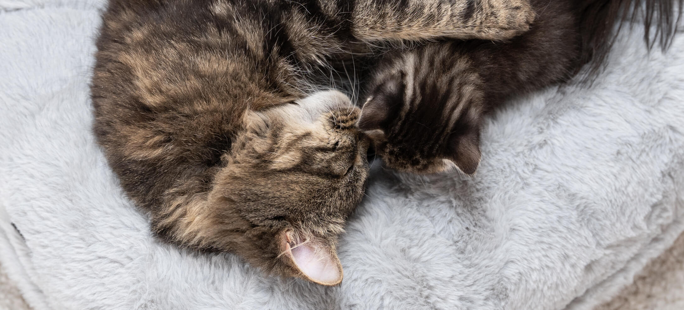 how to prevent cat boredom - Omlet Blog UK
