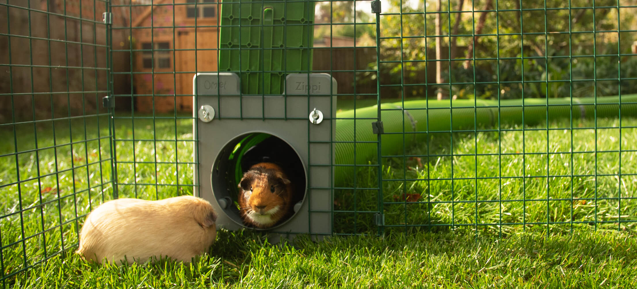 Games you can play with your rabbits and guinea pigs - Omlet Blog UK
