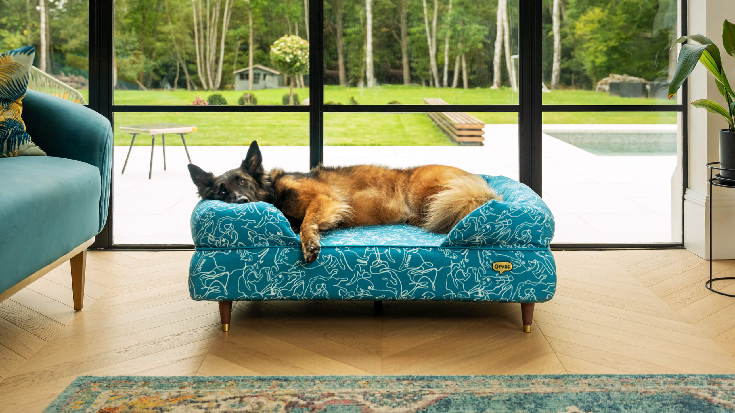 Dogs and separation anxiety - Omlet Blog UK