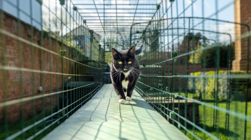 5 Summer enrichment activities for your cat - Omlet Blog UK